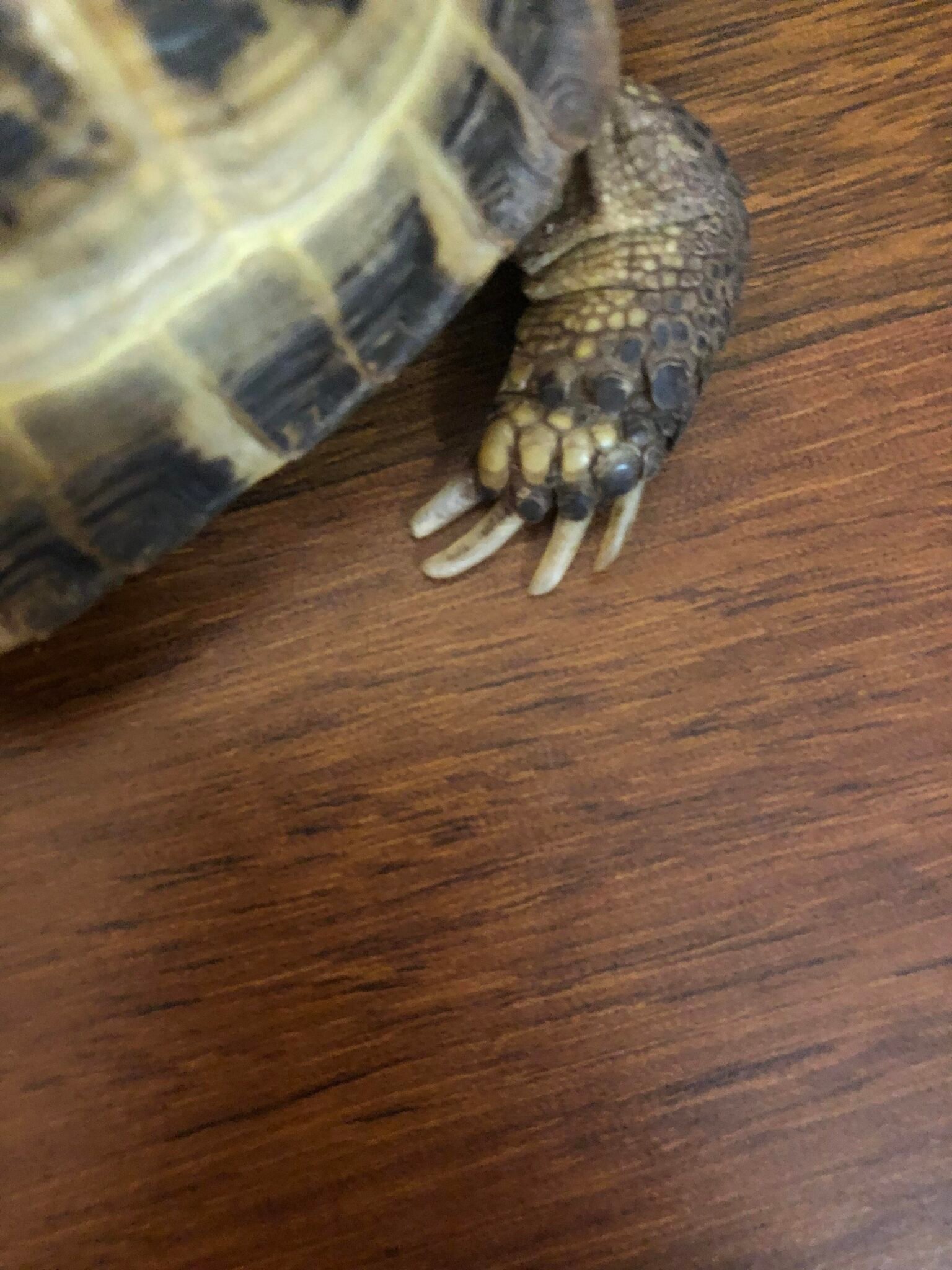 ¿Se Deben Cortar las Uñas de las Tortugas? - Tortugas