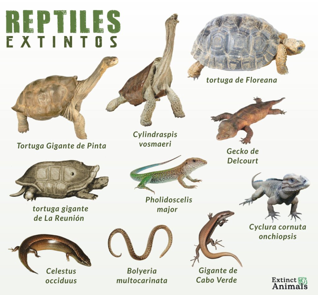 Clases De Reptiles: Descubre Las Fascinantes Variedades - Maravillas de ...
