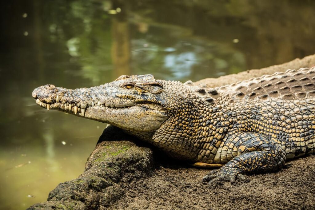 Cocodrilo Reptil O Anfibio: Desentrañando el Misterio - Tortugas