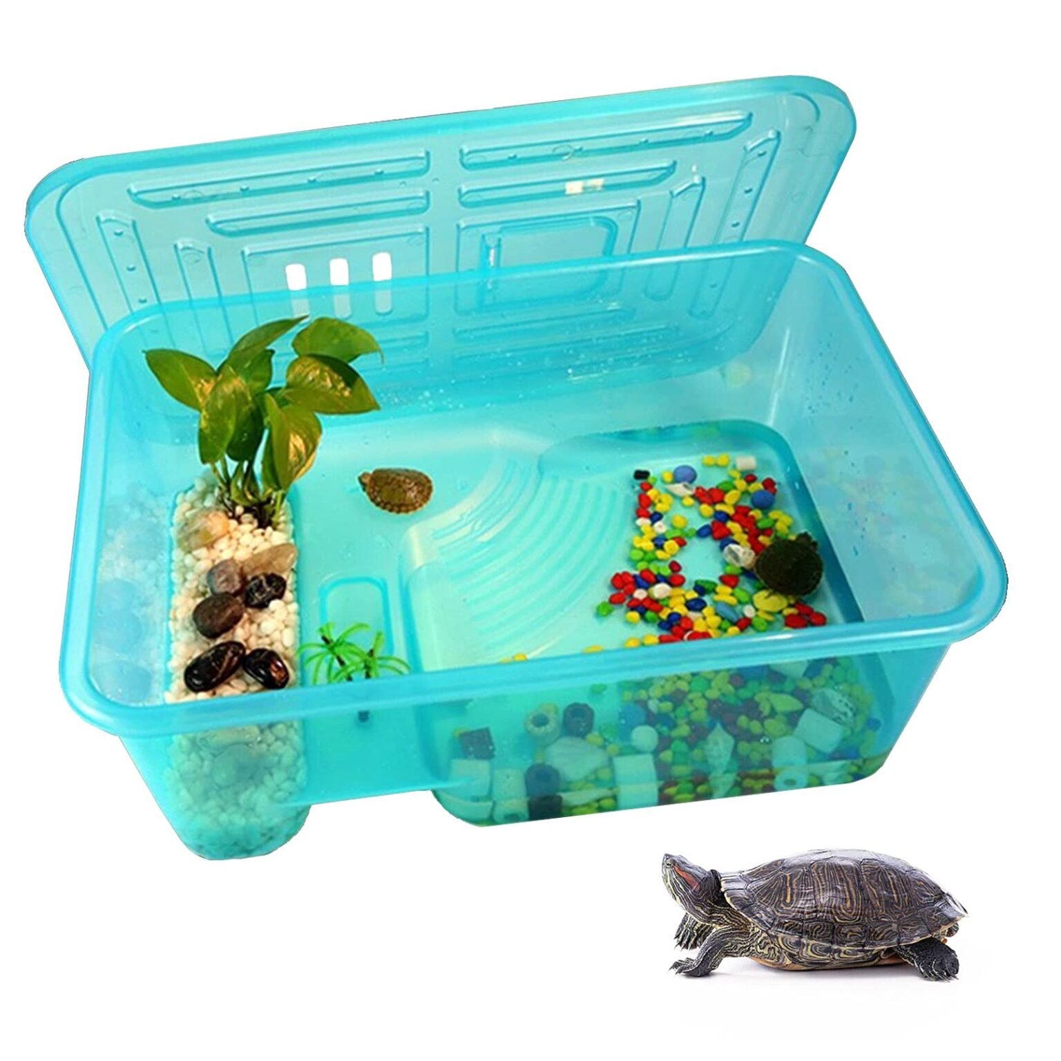 Terrario Tortuga Agua: Crea un Paraíso Acuático en Casa - Tortugas